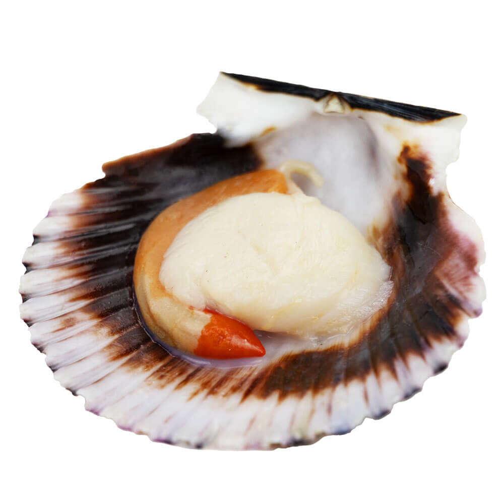 Seafood for Lent Sale | Food Related (Page 1 of Infinity)