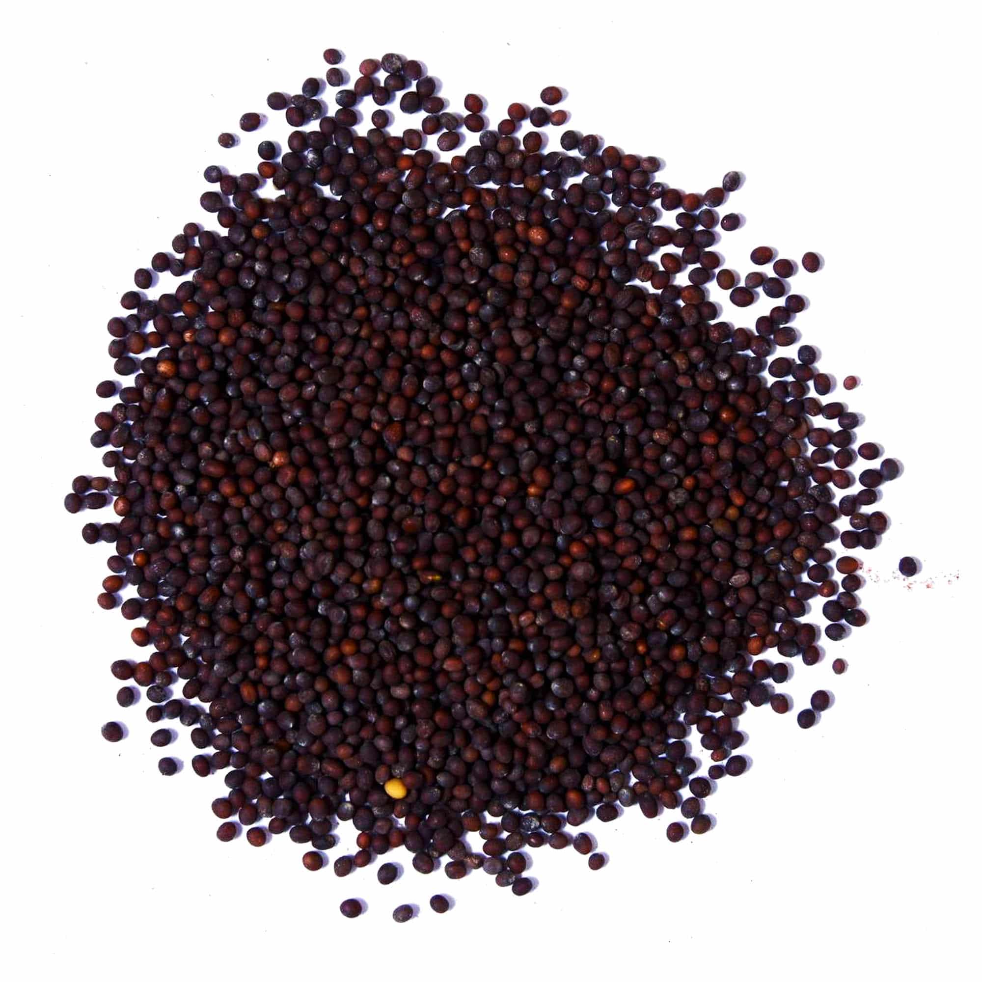 Mustard Seed Brown Whole by Bluebonnet | Food Related
